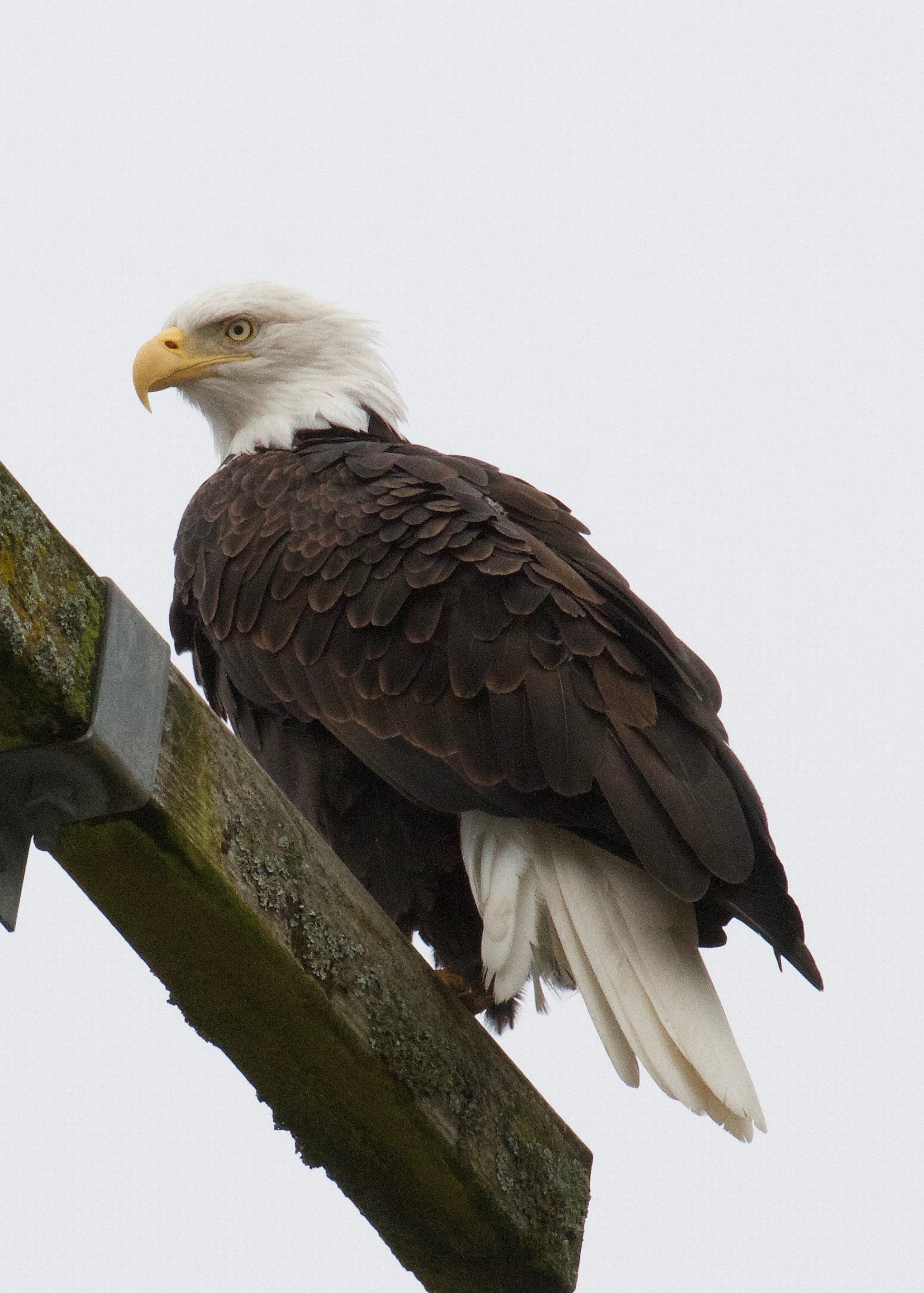 I Am a Bald Eagle – P.M.H.A.